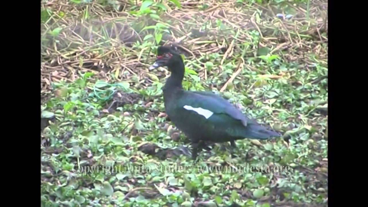 (Cairina moschata) Muscovy duck/Pato-do-mato - YouTube