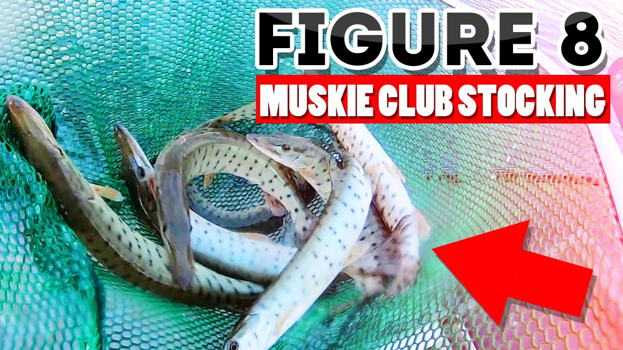 Figure 8 Musky Club Stocking - YouTube
