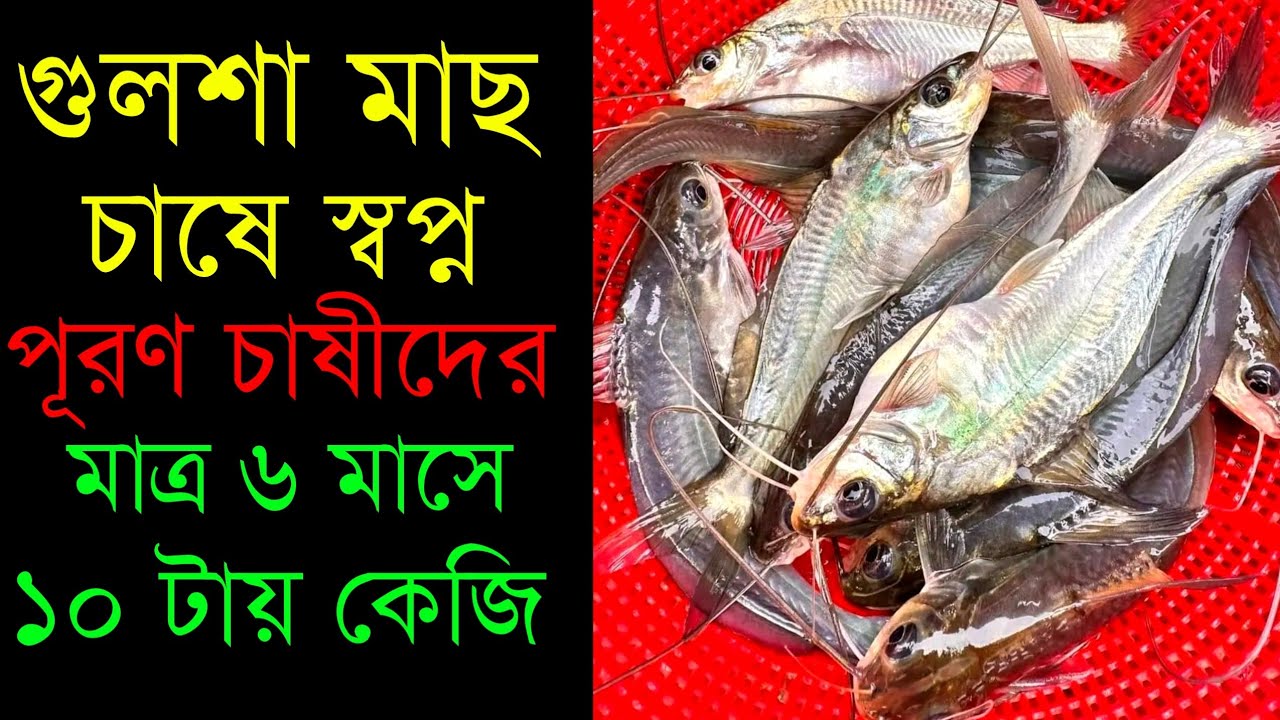 গুলশা মাছ চাষে স্বপ্ন পূরণ | লাভ ৪গুণ | চাষ করুন উন্নত জাতের পোনা ...