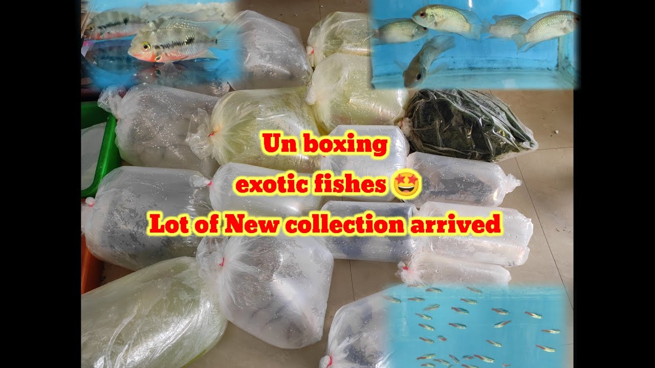 Unboxing lot collection devil fish black ghost neon acara fire mothu ...