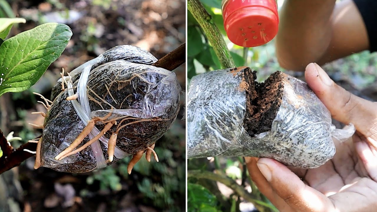 Citrus Tree Air Layering Method - YouTube