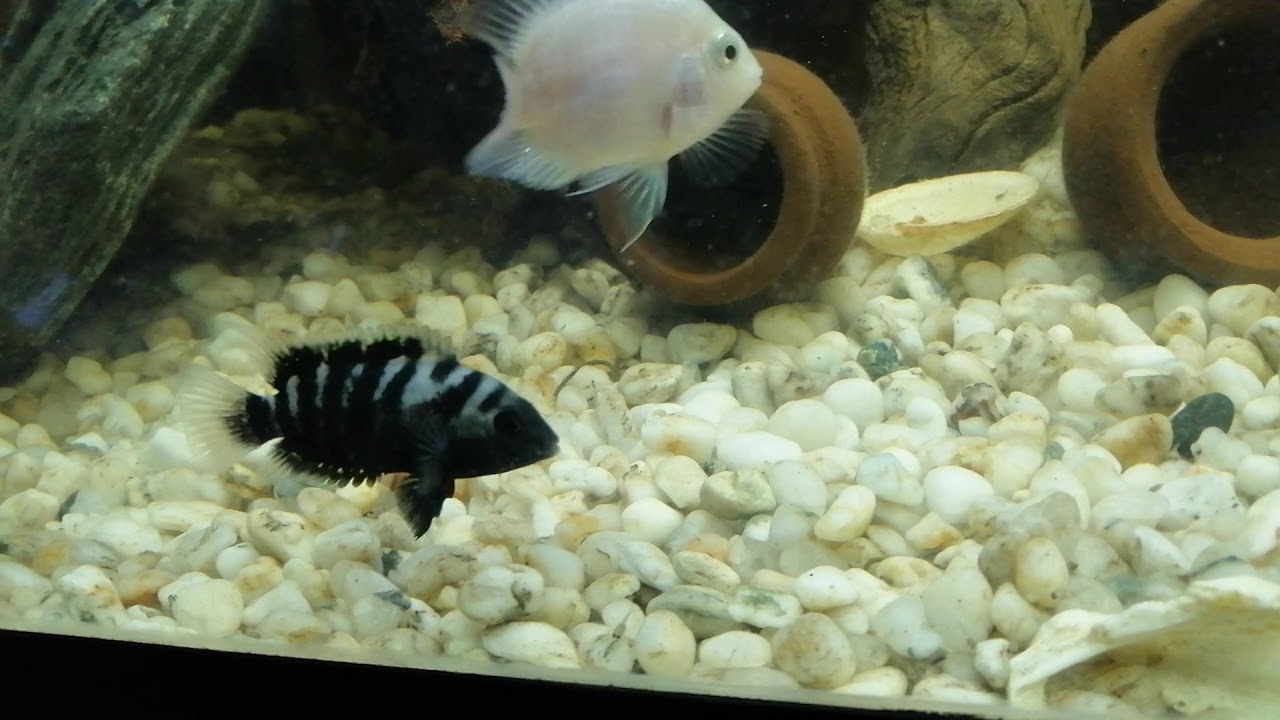 Toffee parrot x tiger convict - YouTube