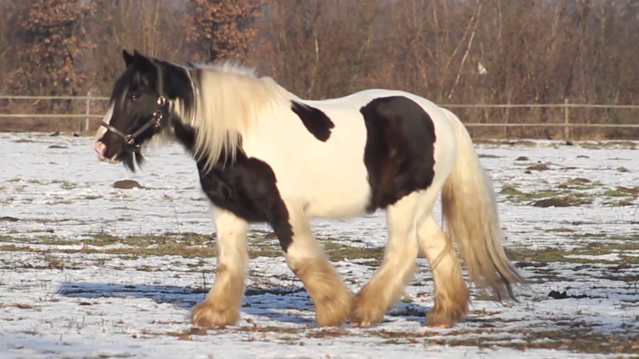 [MOVIE ] "Two hearts melt together as one" ~Diede&King - YouTube