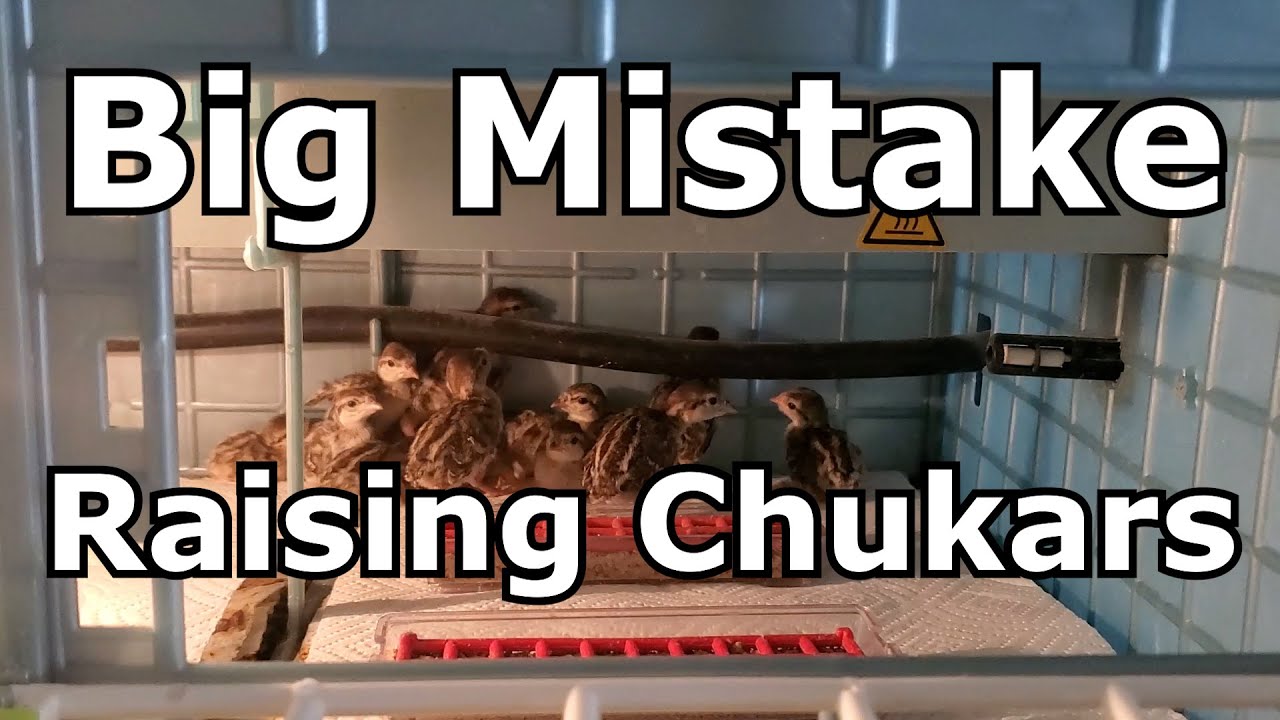 Big Mistake Raising Chukar Chicks - YouTube