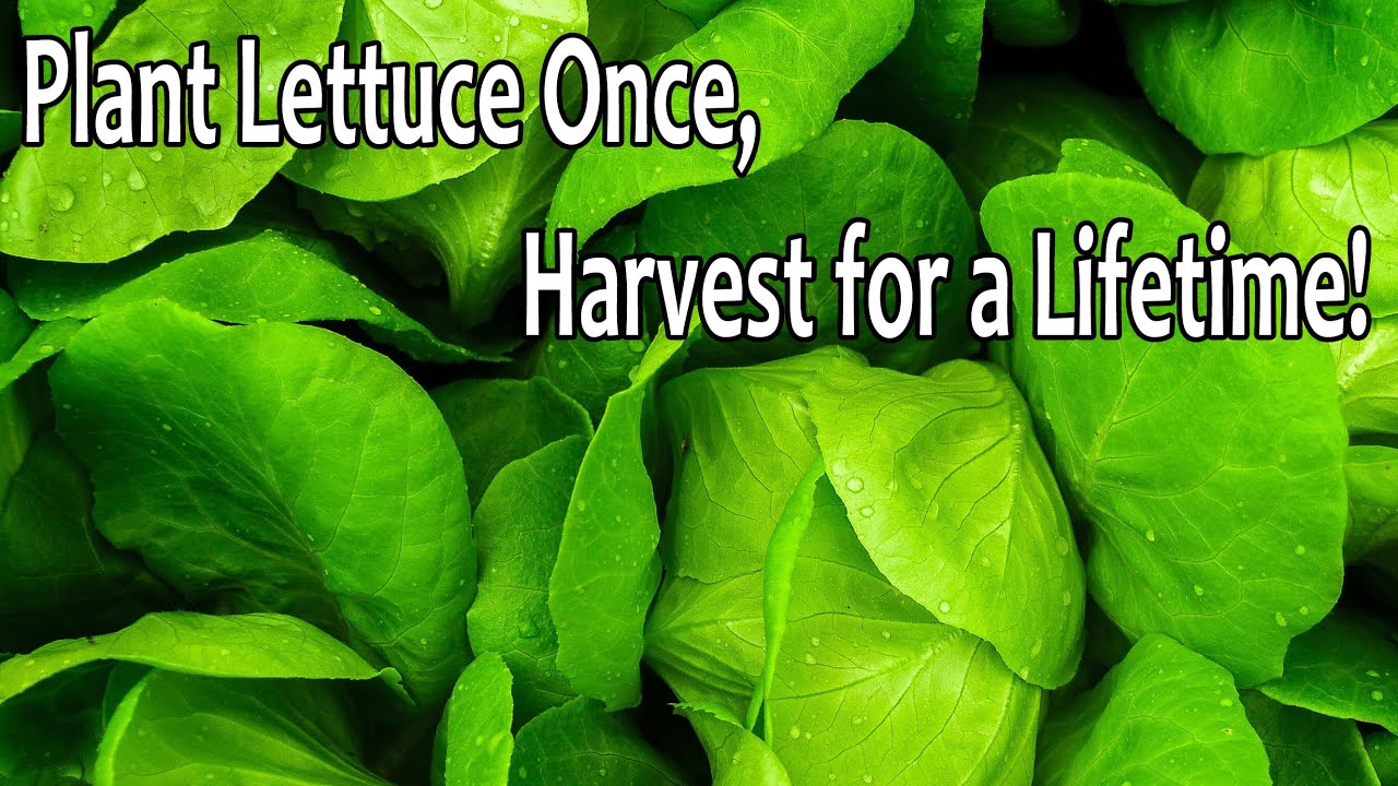 Get A Lifetime of Lettuce From A Single Planting With This Simple Tip ...