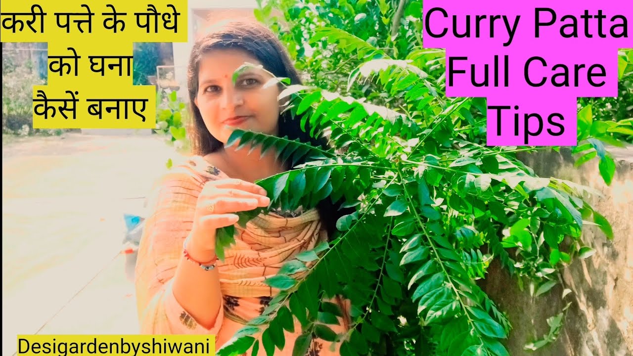 ️🔴 Curry Patta Full Care Tips | करी पत्ते के पौधे को हरा और घना कैसें ...