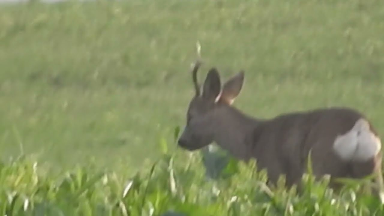 Roe deer with one horn - YouTube