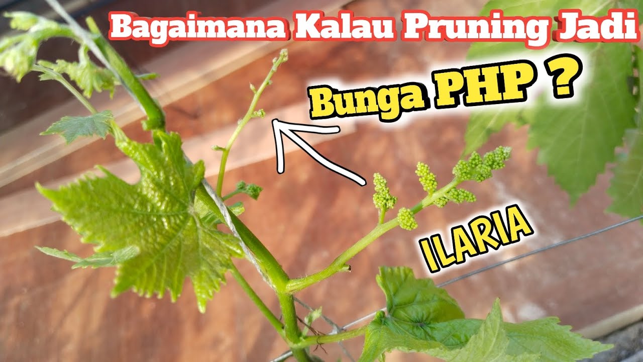 Pruning Anggur Dapatnya Bunga PHP||Ini Yang Harus Kita Lakukan ...