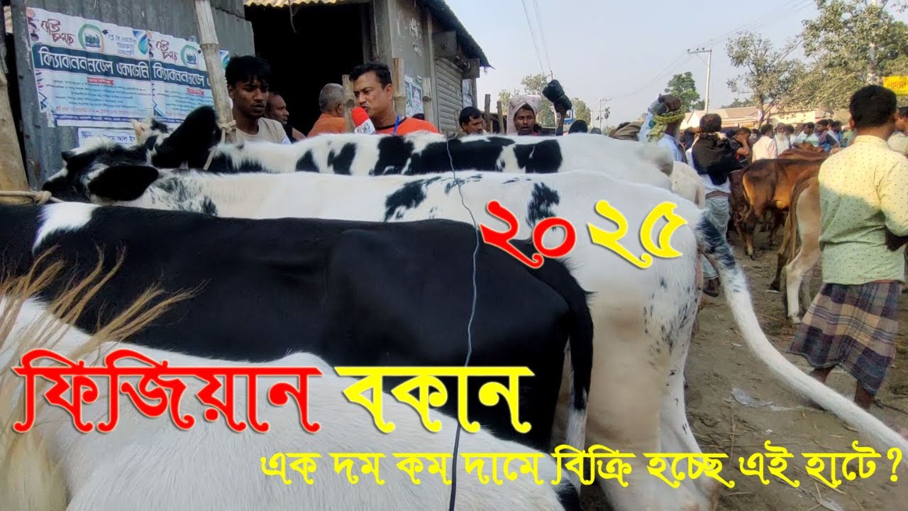 হলেস্টান ফিজিয়ান বকনা গরুর দাম জানুন ২০২৫। পিংনা গরুর হাট ২০২৫। Cow ...