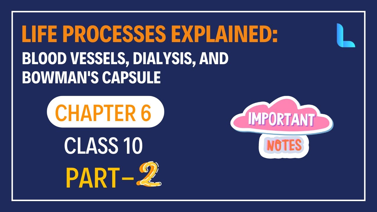 Blood Vessels, Dialysis, and Bowman's Capsule - Class 10 - Part 2 - Thelearnyn - YouTube