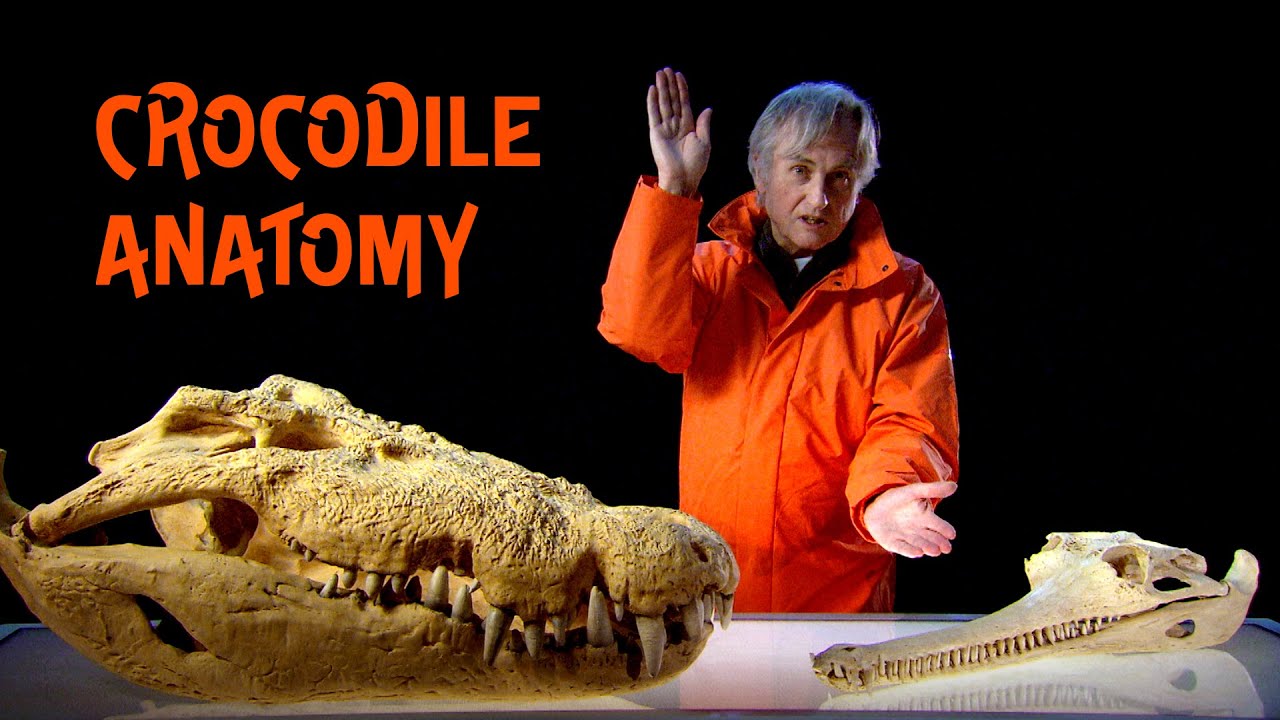 Cold Blooded Assassin | Evolutionary Secrets of the Crocodile - YouTube