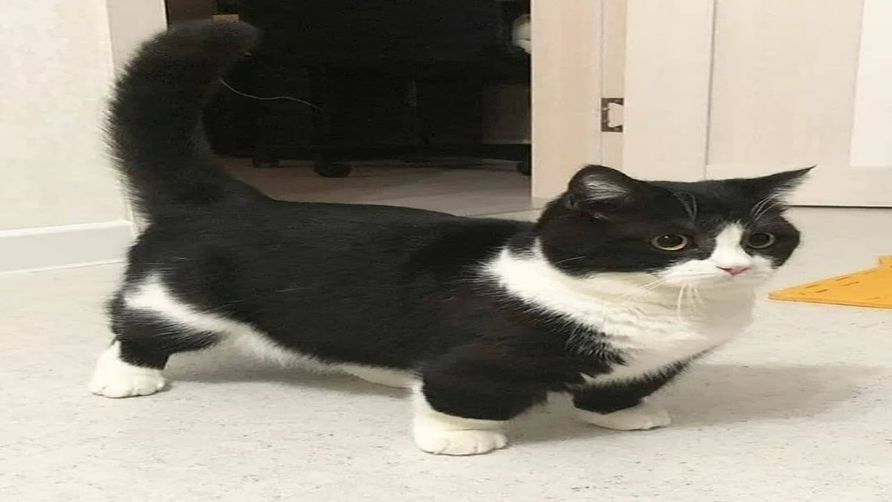 Gatos Graciosos - Videos de Risa de Gatos Chistosos # 68 - YouTube