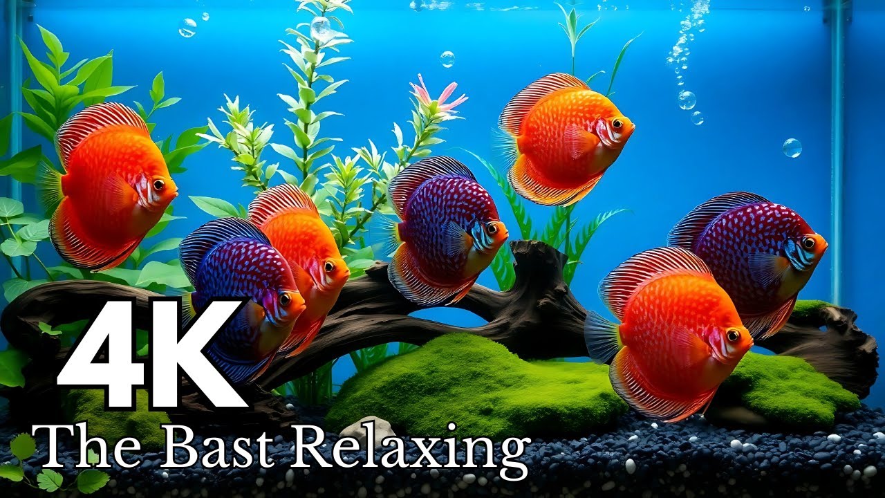 Relaxing Aquarium Ambience 🐠 | Calming Fish Tank Sounds for Meditation ...