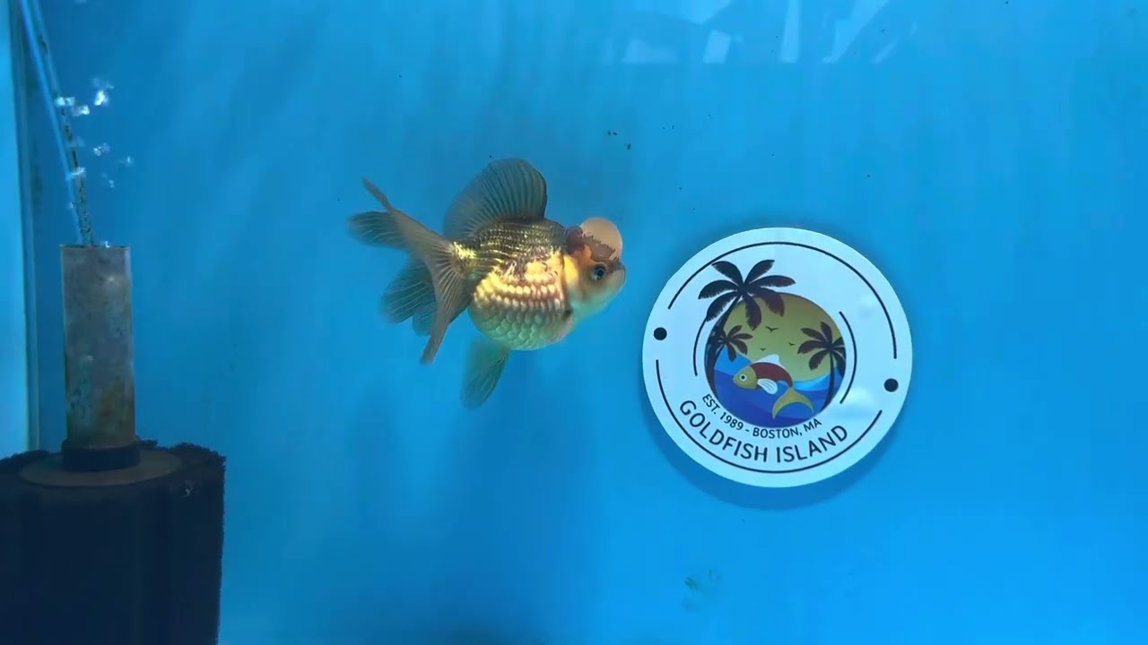 Goldfish Island SKU 1001CP00AP354TD2F1 - YouTube