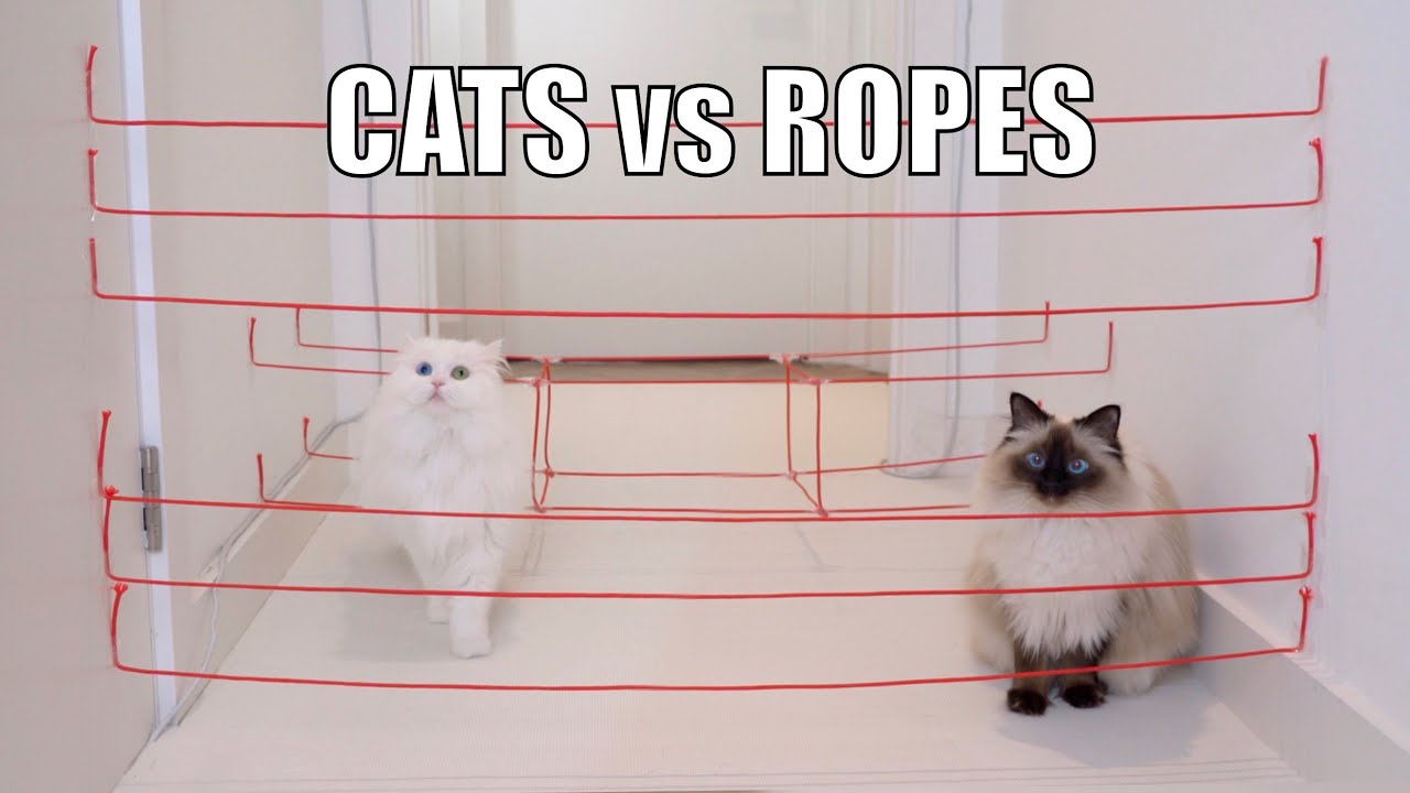 Cats vs Ropes 🧶 | Cat challenge - YouTube