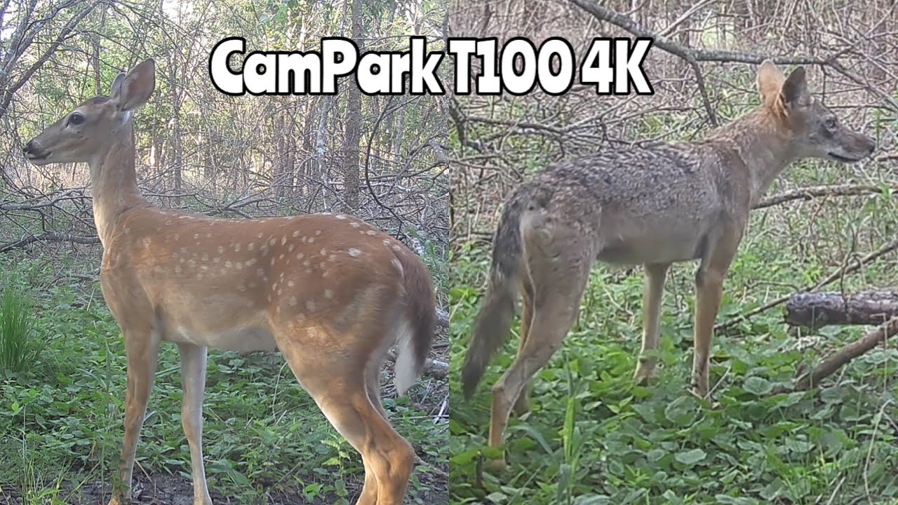 CamPark T100 4K Trail Camera Aug. 2-22, 2024 - YouTube