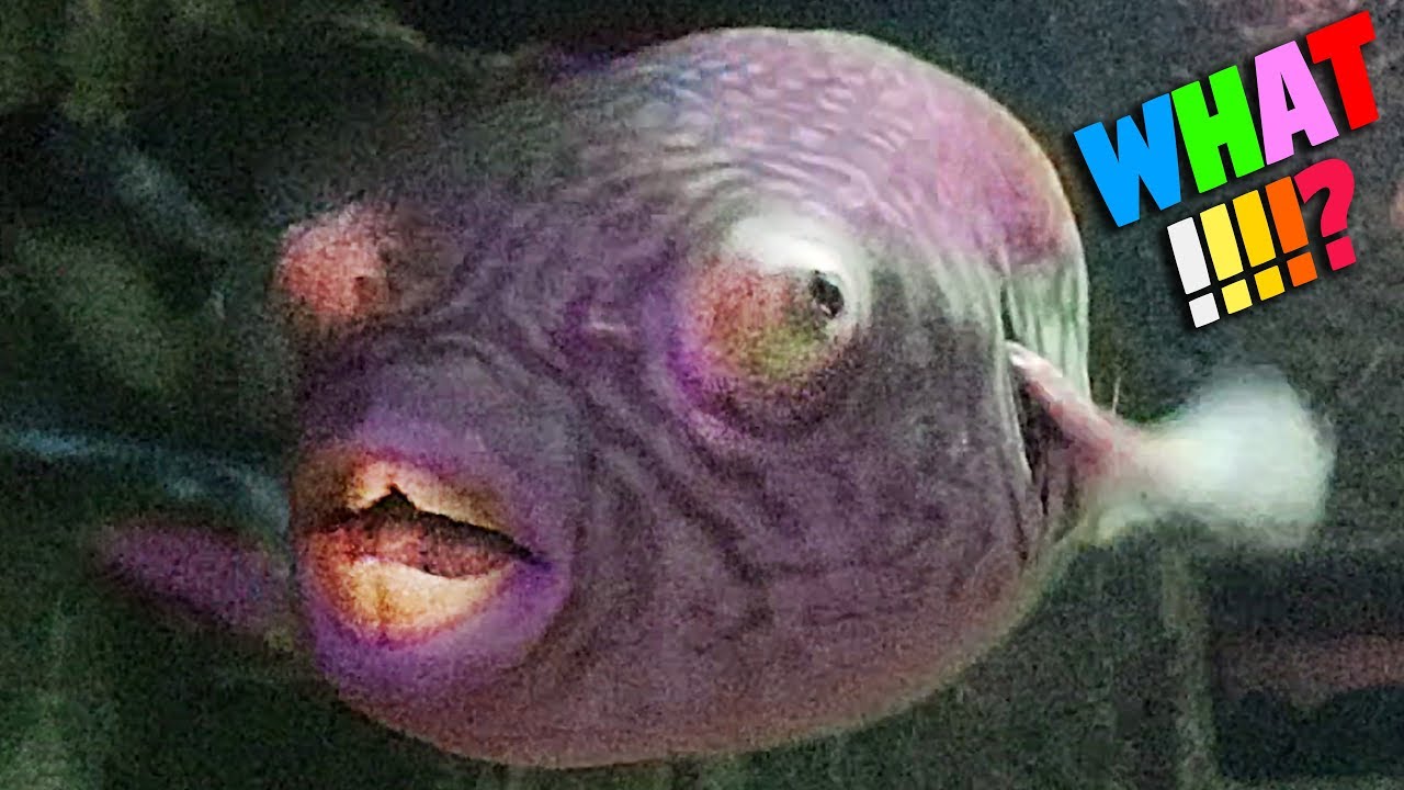 WORLD'S UGLIEST FISH - AQUARIUM TOUR EP.1 - YouTube