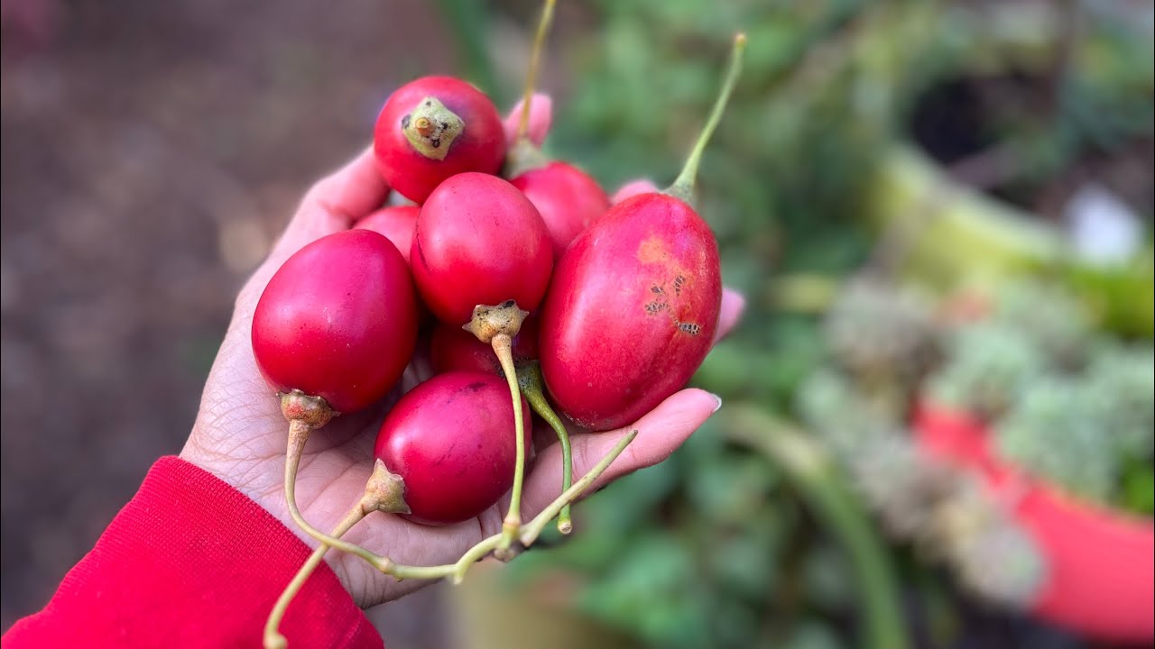 Growing Tree Tomatoes(Tamarillo) in California. From Marzi’s Garden ...