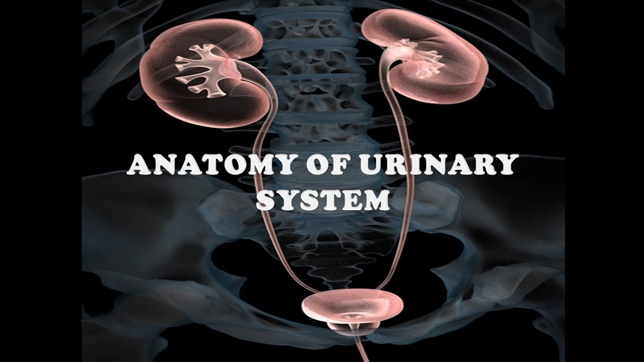 ANATOMY OF URINARY SYSTEM || INTRO ||KIDNEY ||URETER || URINARY BLADDER ...
