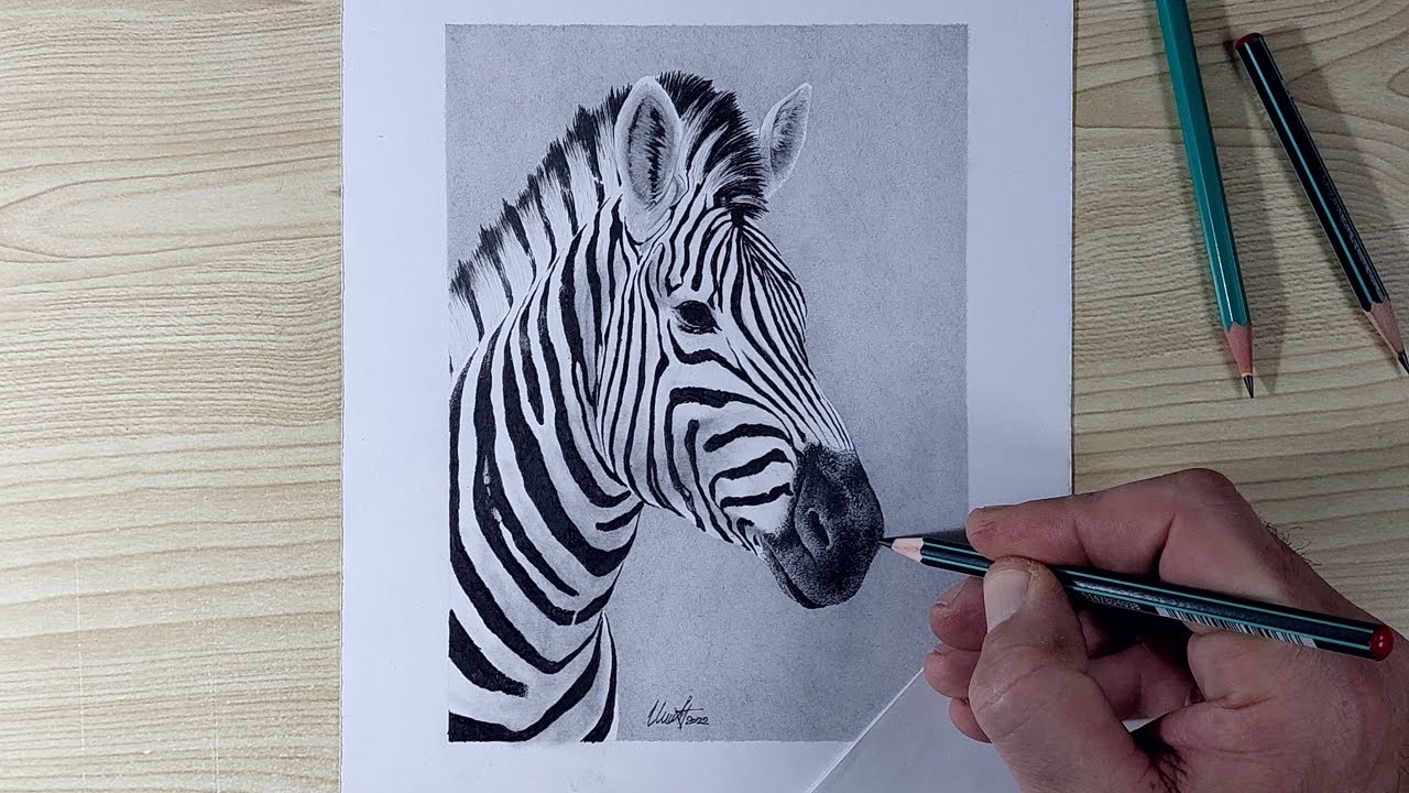 How to Draw a Zebra (with pencils) - YouTube