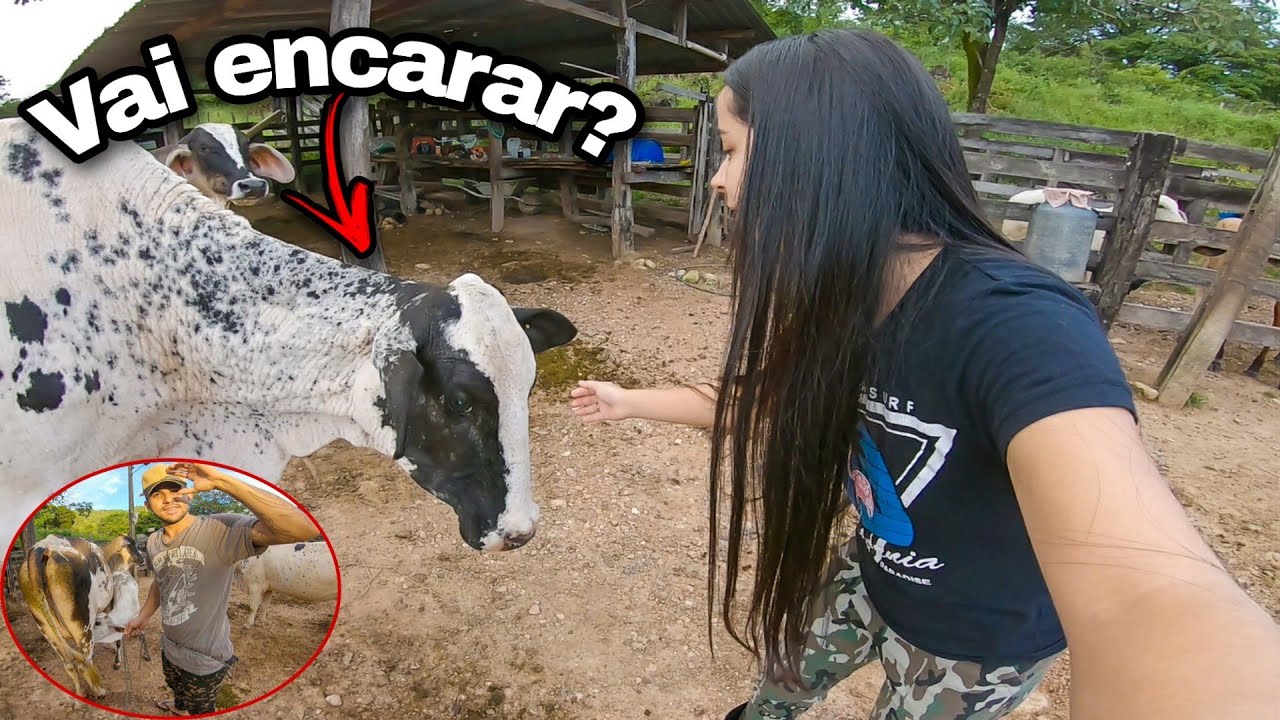 Tirando Leite Com O Avô Da Minha Esposa Bem Cedo Lindo Dia Youtube