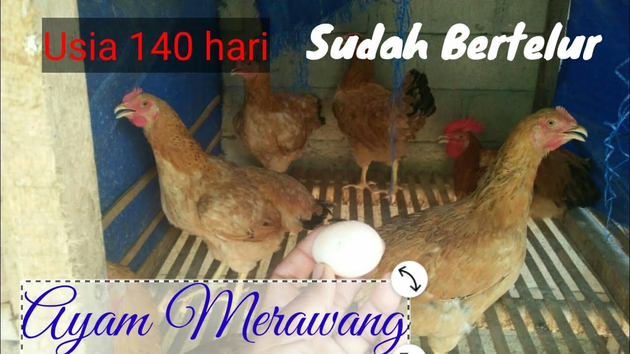 Usia 4 Bulan 20 Hari Sudah Bertelur ll Ayam Merawang - YouTube