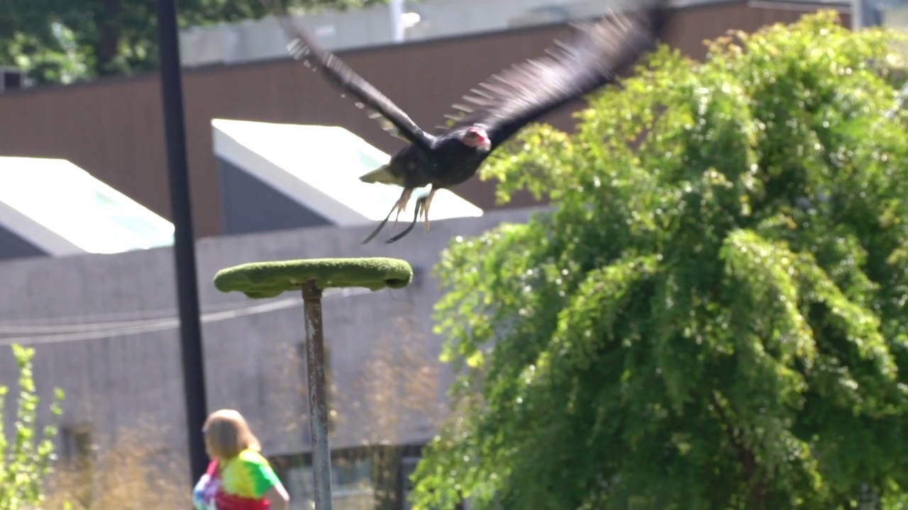 Wildlife Live birds in flight - YouTube