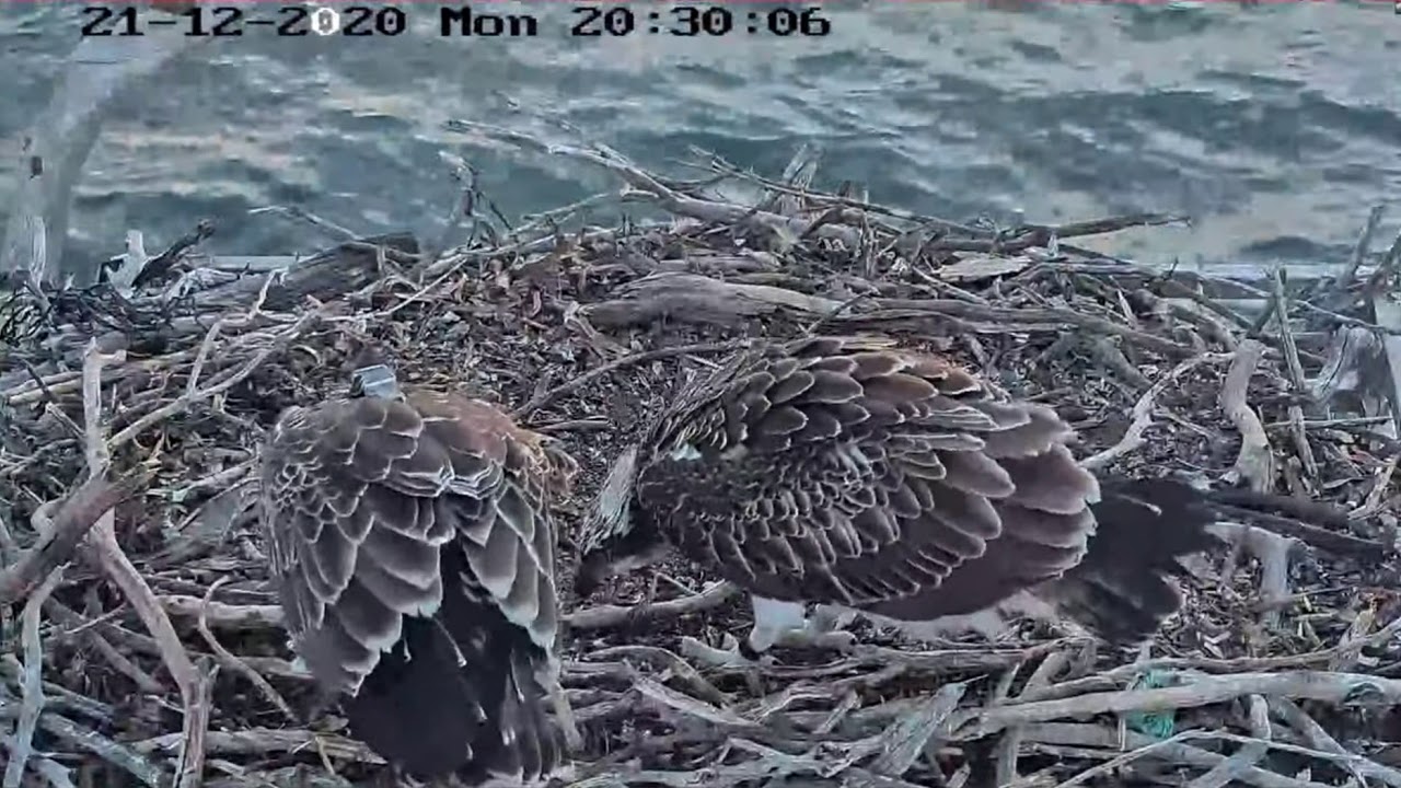 2020 12 21 Port Lincoln Australia Osprey ~ Solly Returns With A Fish ...