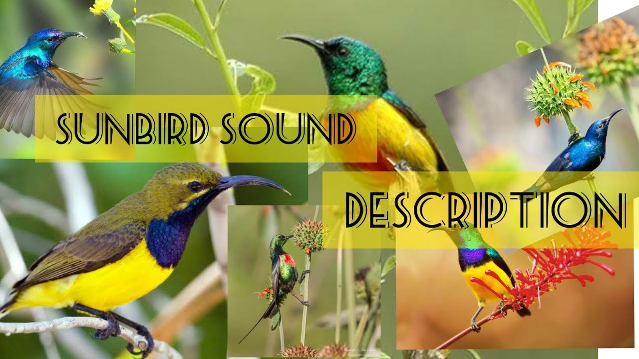 sunbird/tamsi sound and definition - YouTube
