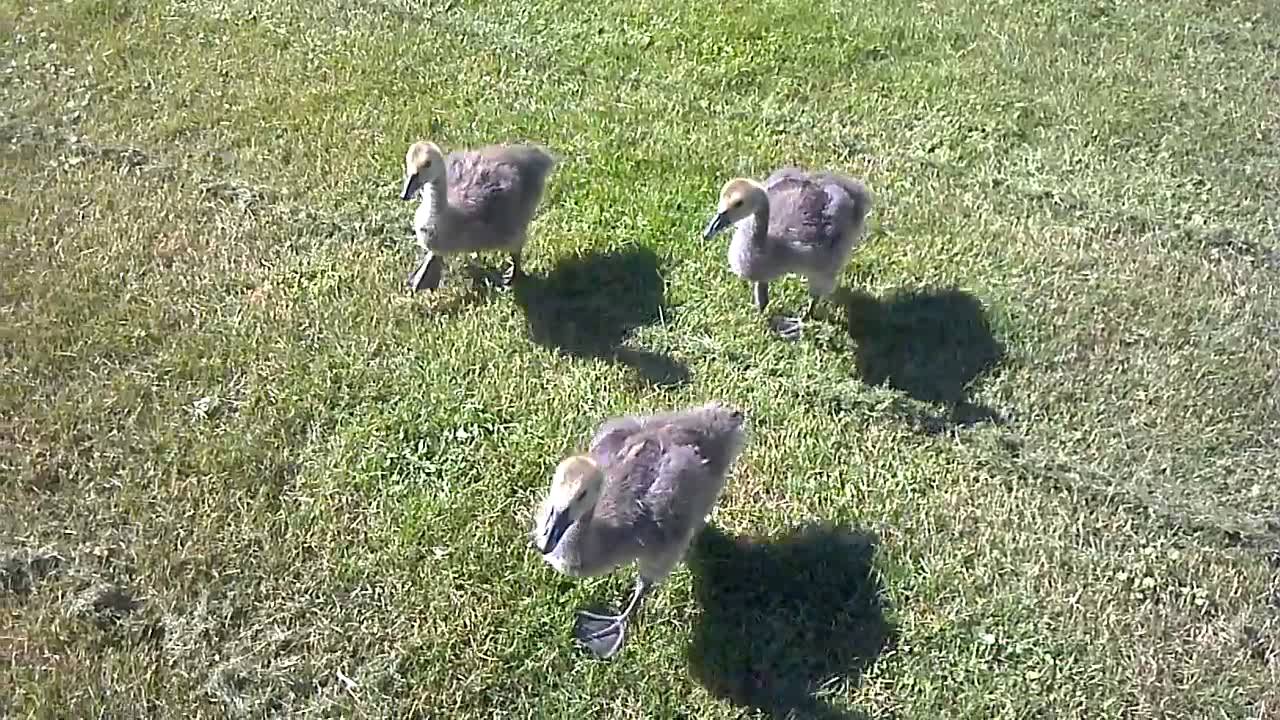 Military Trained Canadian Geese with Drill Instructor - YouTube