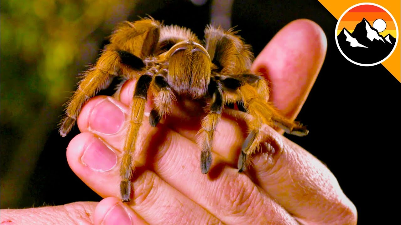 Creepy Crawly Desert Creatures! - YouTube