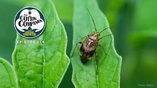 How to Handle the Tarnished Plant Bug in 2026