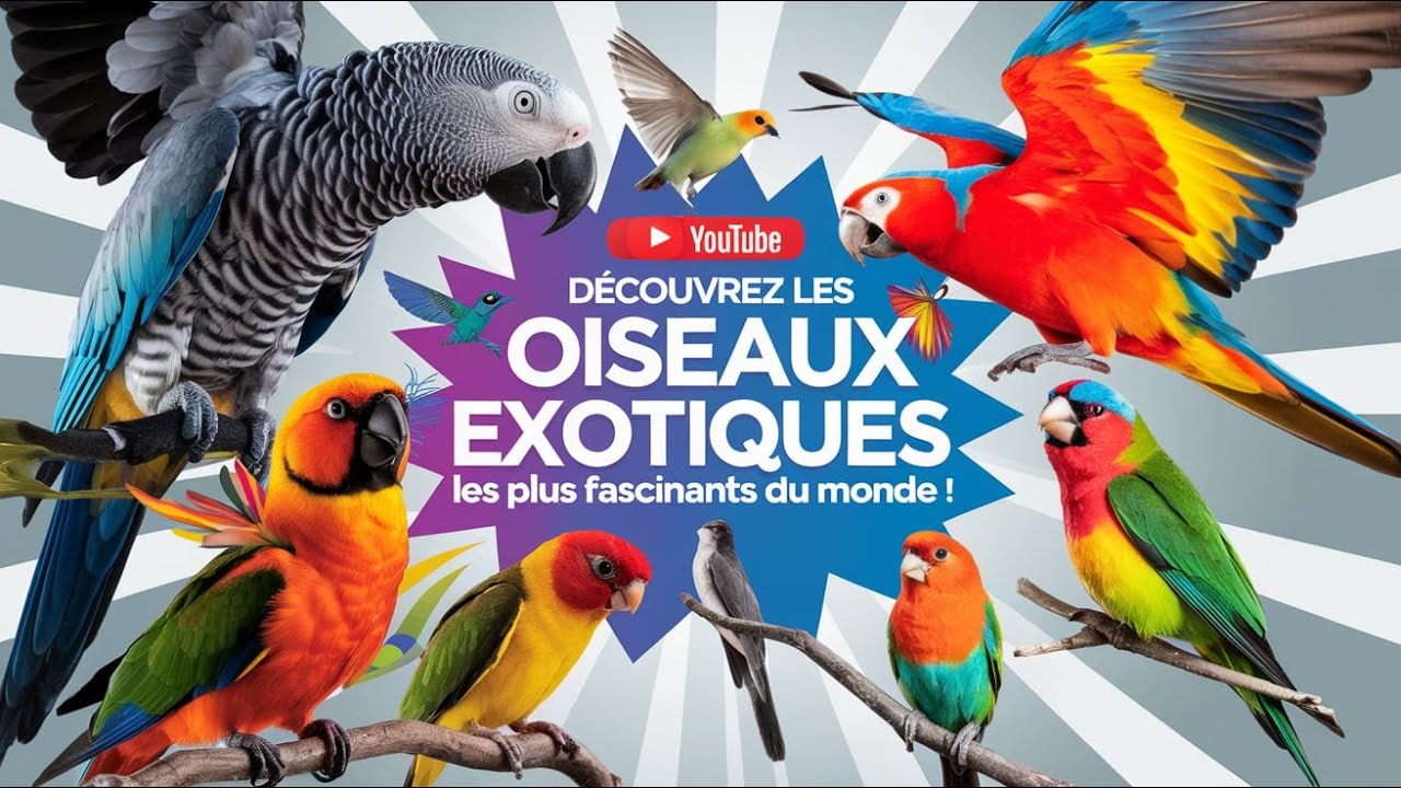 DECOUVREZ LES OISEAUX EXOTIQUES LES PLUS FASCINANTS DU MONDE ! - YouTube