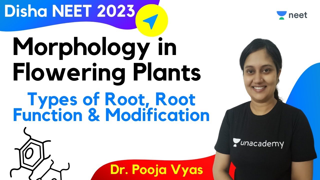 Types of Root, Root Function & Modification | Morphology in Flowering ...