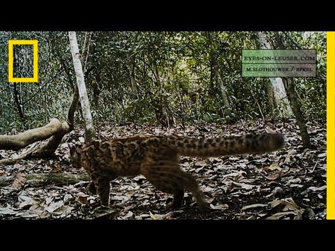 Elusive Marbled Cat Filmed | National Geographic - YouTube