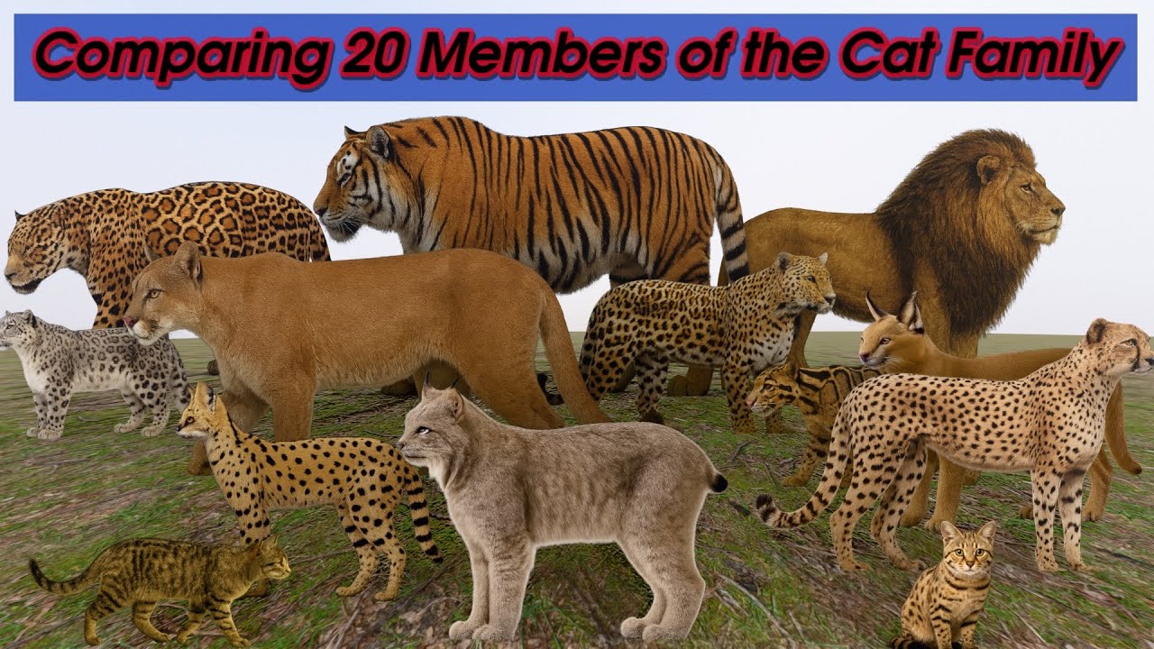 Comparing 20 Members Of The Cat Family - YouTube
