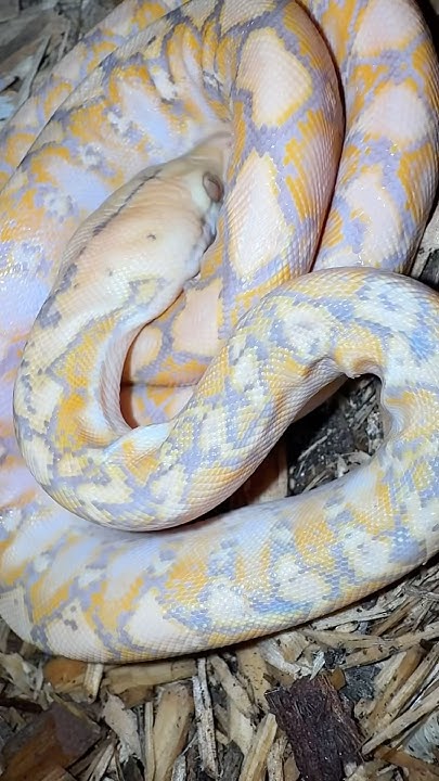 Purple albino retic - 3 weeks old - YouTube