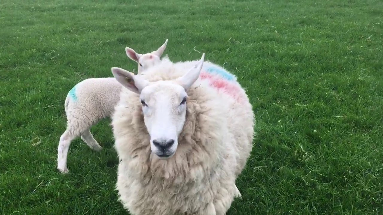 Catching a lamb in the middle of the field with blaze - YouTube