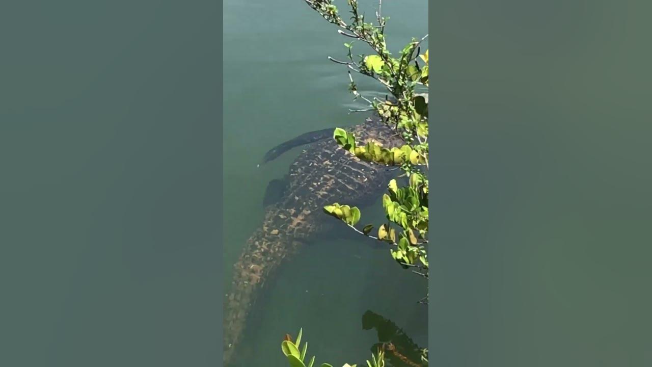 Monster Gator 😱 Trending Shorts Youtube