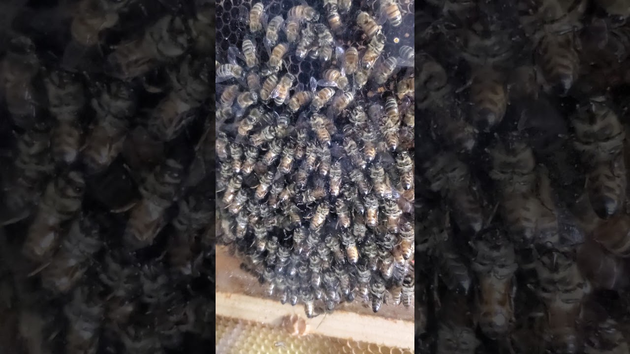 Honey bee observation hive - clustering behavior - YouTube