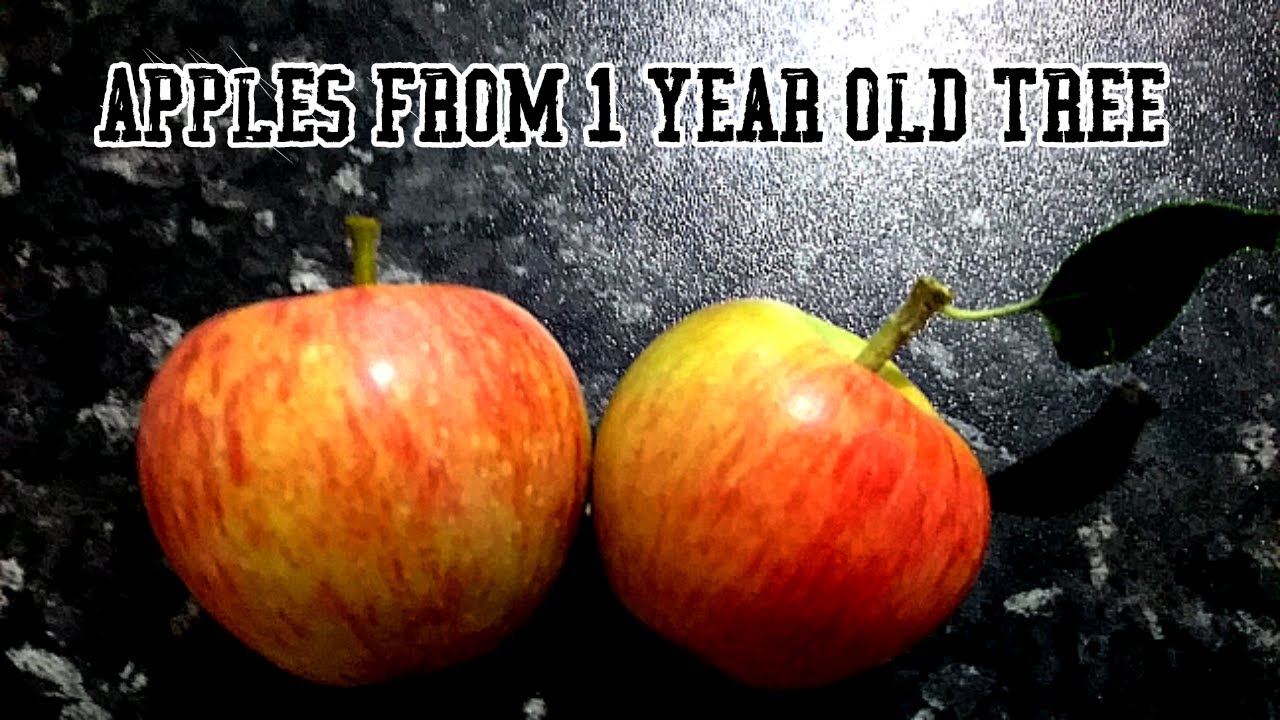 First Ever Harvest of "Tropic Sweet" Apples - YouTube