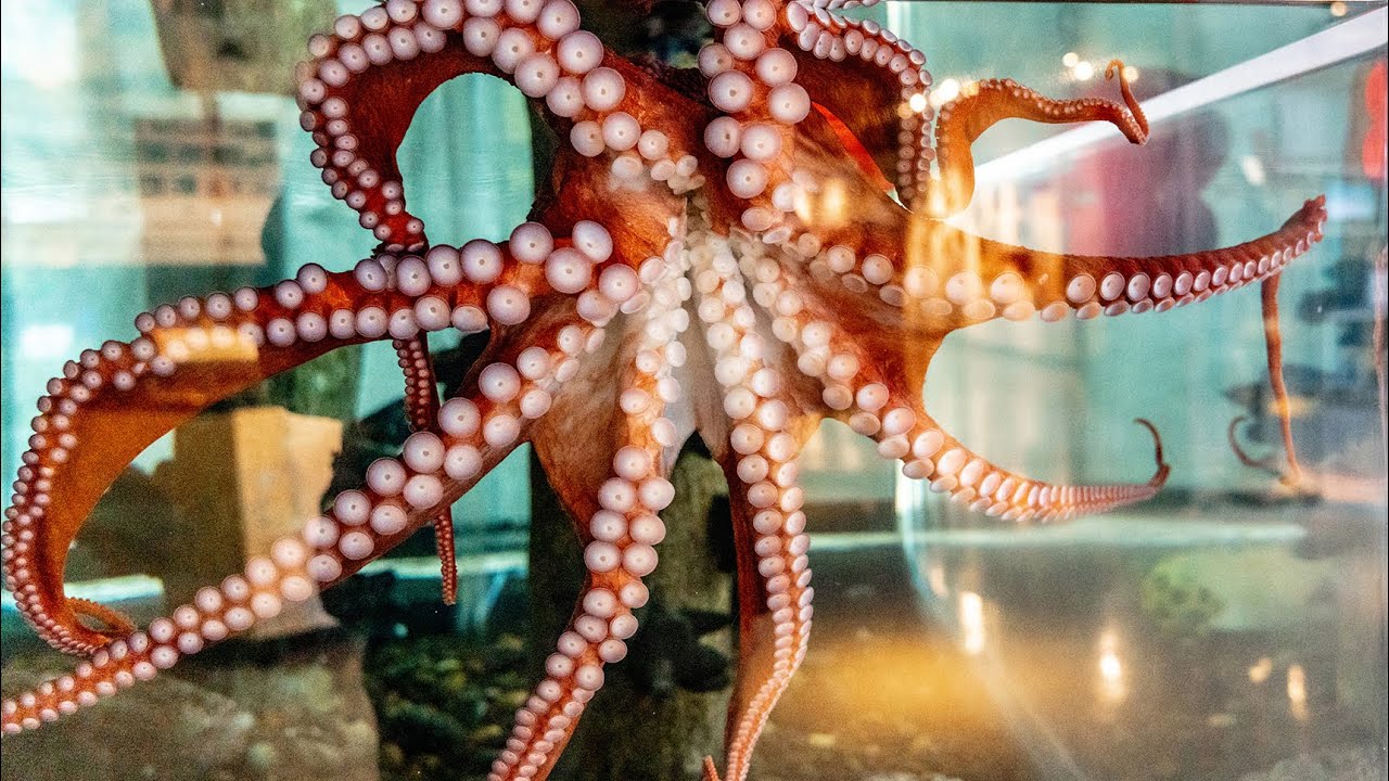 Octopus Gesture to Speech - YouTube