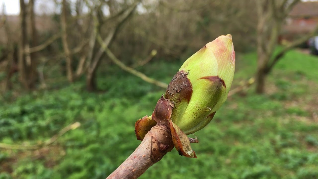Horse Chestnut - twig & bud - March 2019 - YouTube
