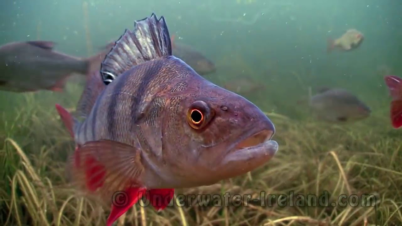 Underwater world of Ireland in HD - YouTube