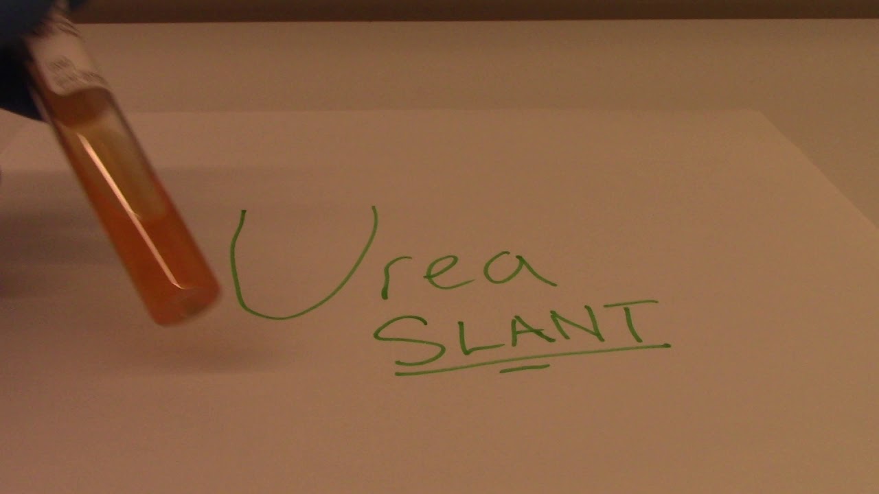 Urea Slant Test - Biochemical Test for Metabolic Capability - YouTube
