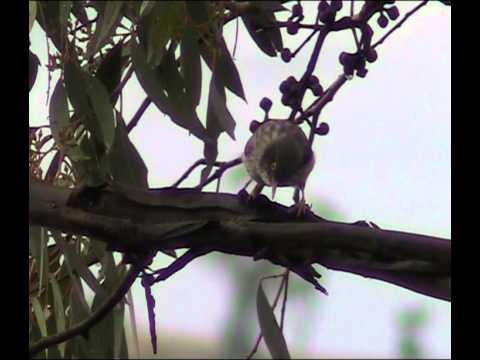 Varied Sittella - Bird watching in Australia with Ej-Birdwatching - YouTube