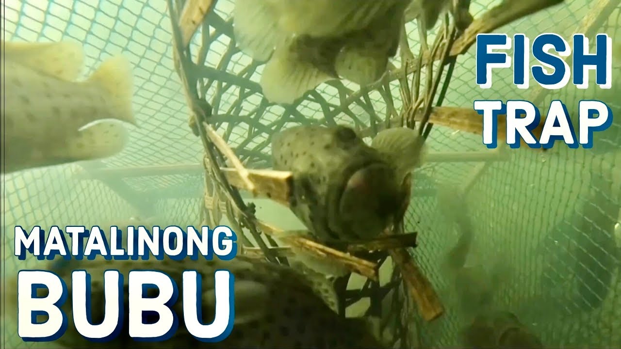 UNDERWATER GO PRO BAIT FISH TRAP || SILIPIN NATIN KUNG ANONG MERON ...