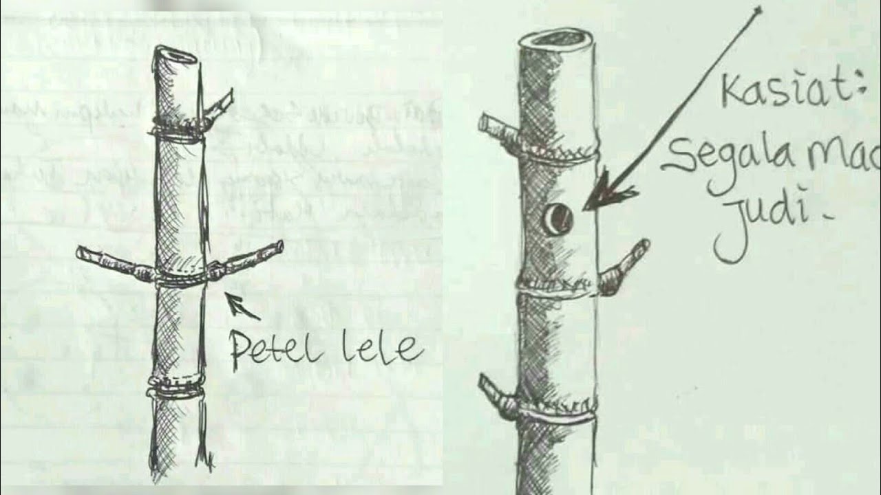 10 Jenis Bambu Petuk & Kegunaannya - YouTube