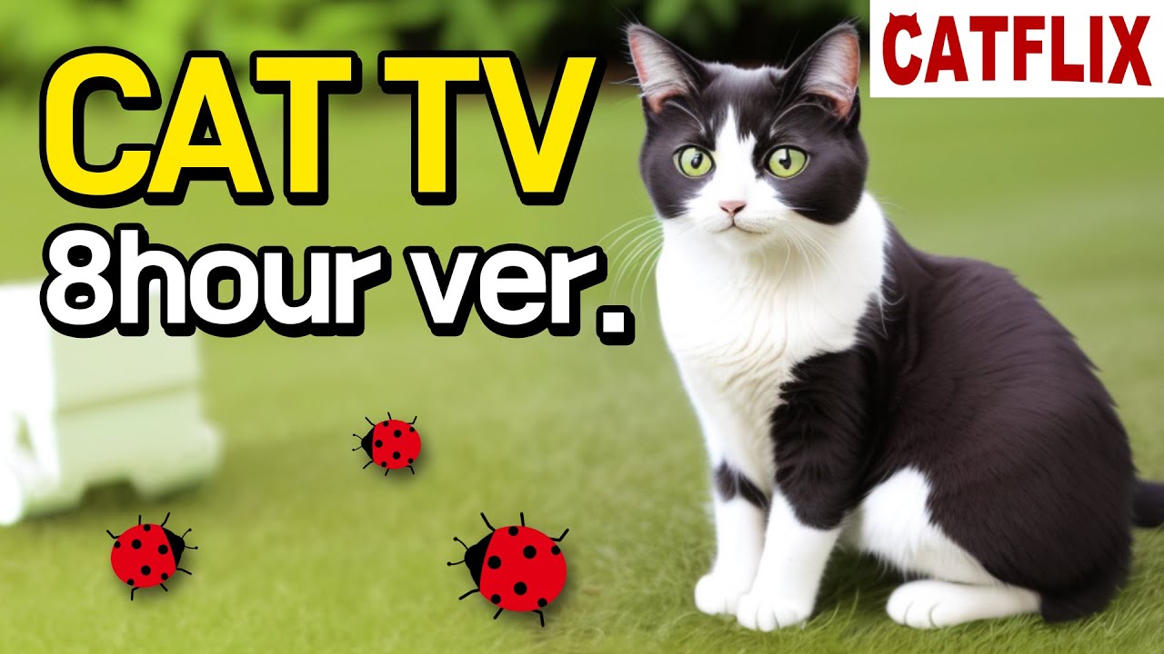 CATFLIX_1 | 고양이가 좋아하는 영상 | cat videos for cats to watch - YouTube