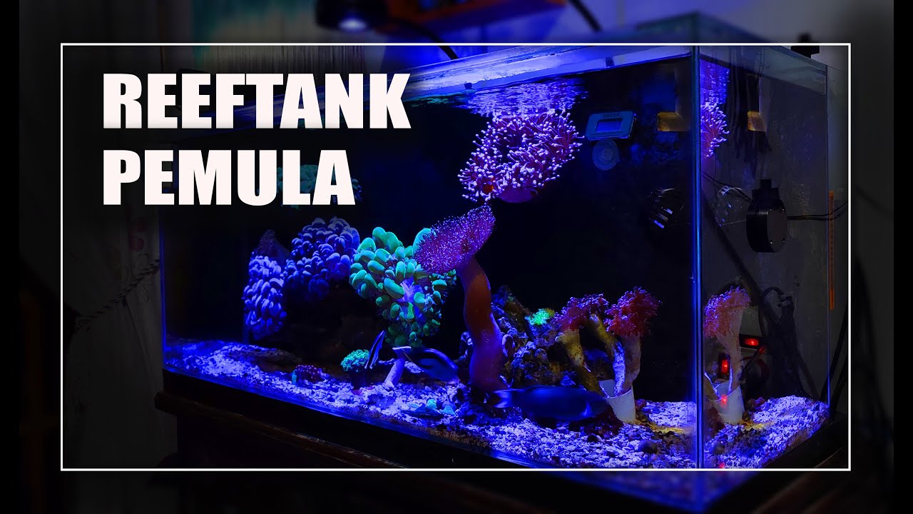 Review Aquarium Air Laut Reeftank Sederhana Buat Pemula - YouTube